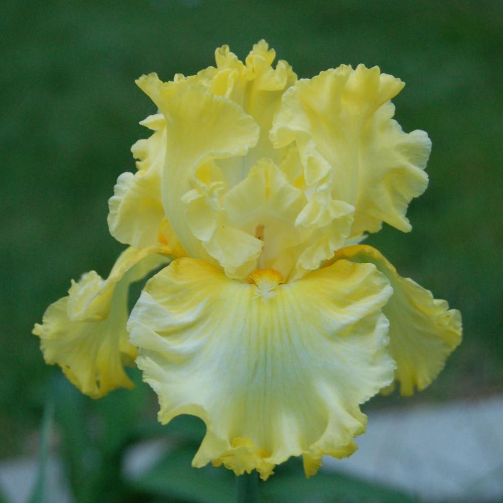Photo of the bloom of Tall Bearded Iris (Iris 'Sun Shine In') posted by IdyllicIris - Garden.org