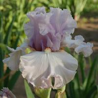 Photo of the bloom of Tall Bearded Iris (Iris 'Paris Fashion') posted ...