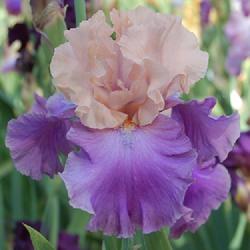 Tall Bearded Iris (Iris 'Poem of Ecstasy') in the Irises Database ...