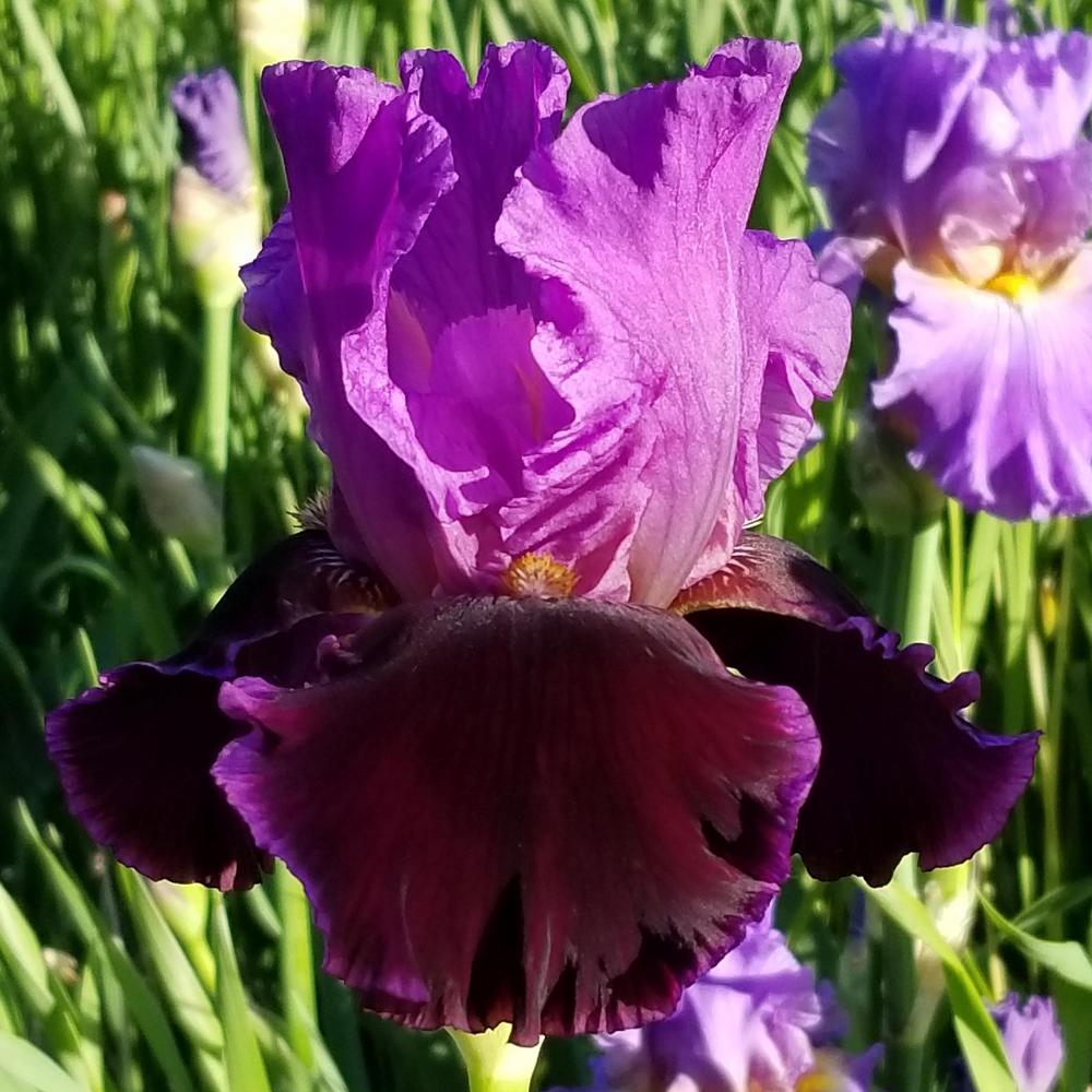 Photo of the bloom of Tall Bearded Iris (Iris 'Violet Turner') posted by IdyllicIris - Garden.org