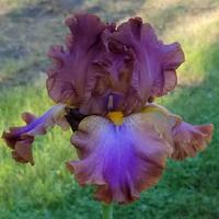 Photo of the bloom of Tall Bearded Iris (Iris 'Carnival in Rio') posted ...
