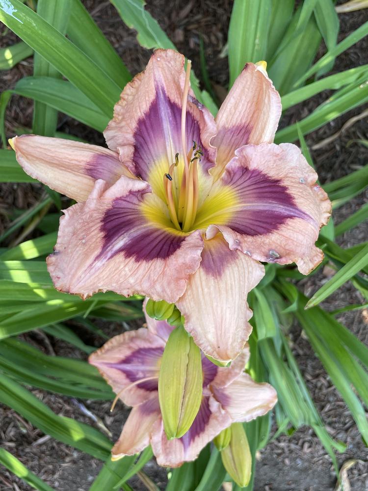 Daylily of the Day: Tully Mars in the Plants of the Day forum - Garden.org