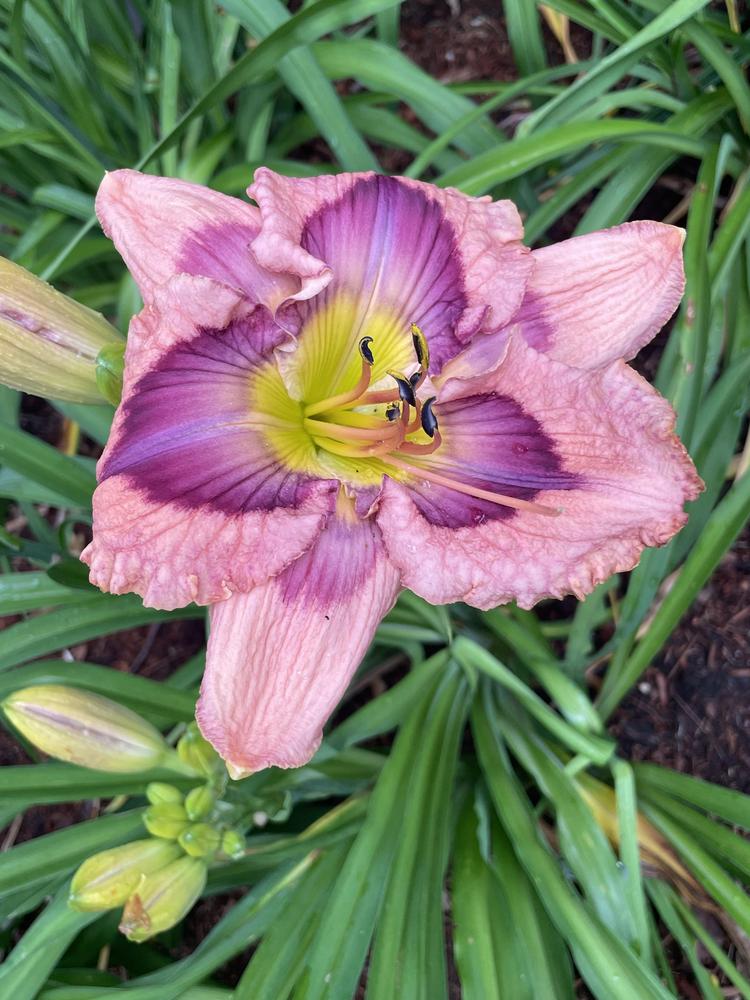 Daylily of the Day: Tully Mars in the Plants of the Day forum - Garden.org
