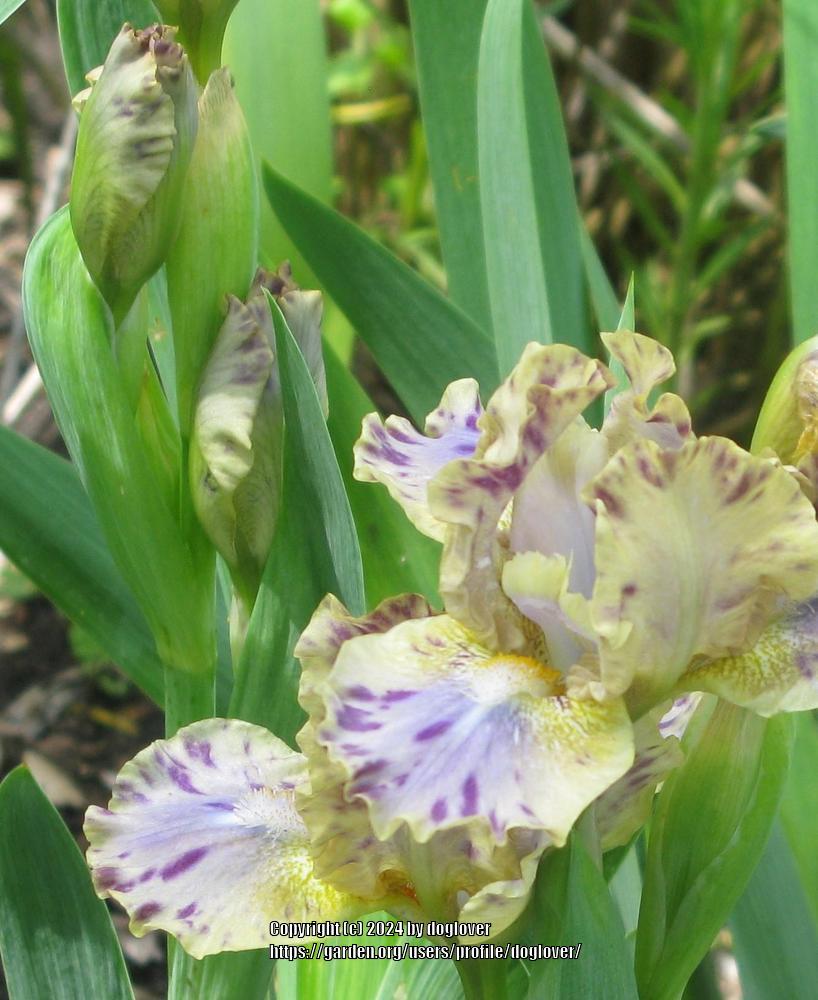 Photo of the bloom of Standard Dwarf Bearded Iris (Iris 'Leopard Print') posted by doglover ...
