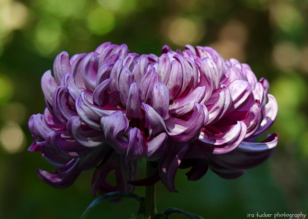 Irregular Incurve Mum (Chrysanthemum x morifolium 'Zinfandel') - Garden.org