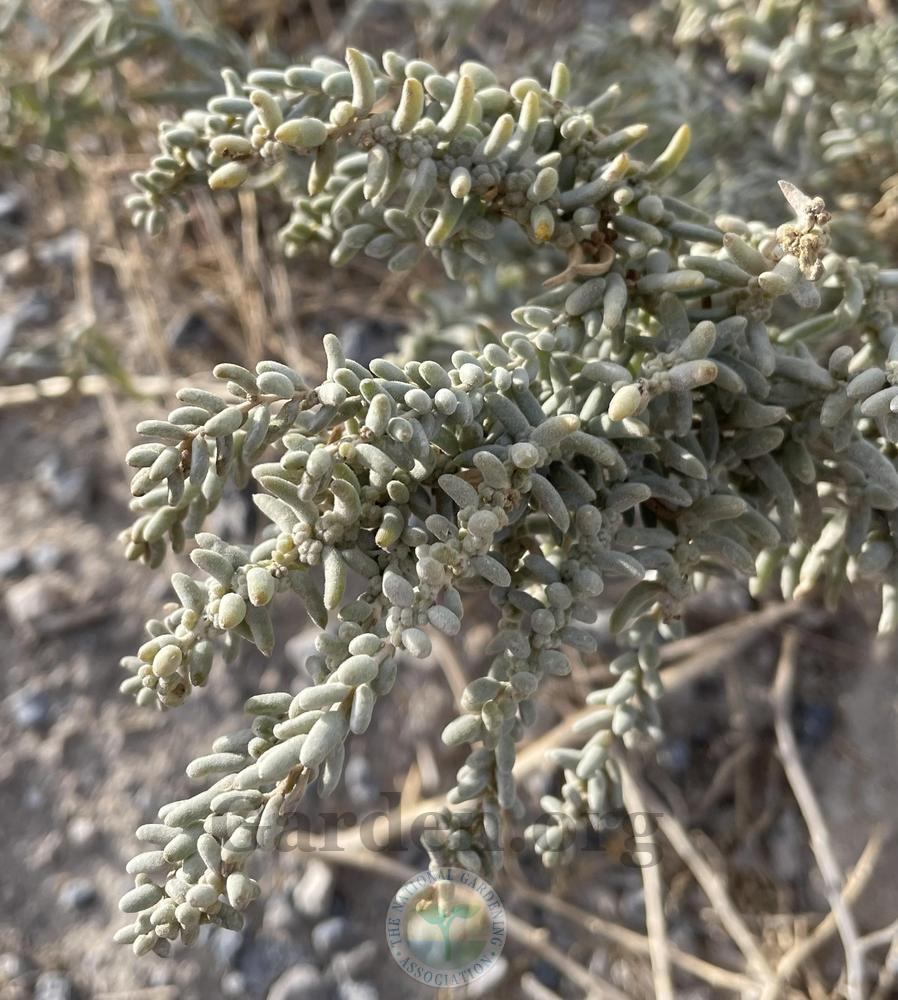 Bush Seepweed (Suaeda nigra) - Garden.org