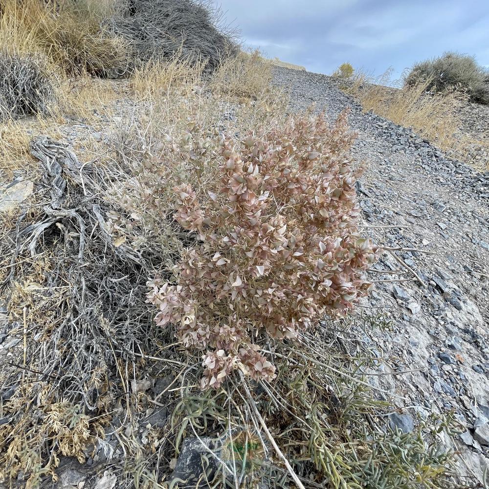 Shadscale (Atriplex confertifolia) - Garden.org
