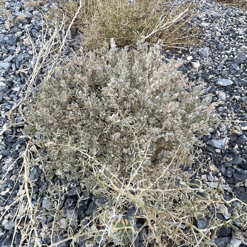 Photo of the entire plant of Shadscale (Atriplex confertifolia) posted ...