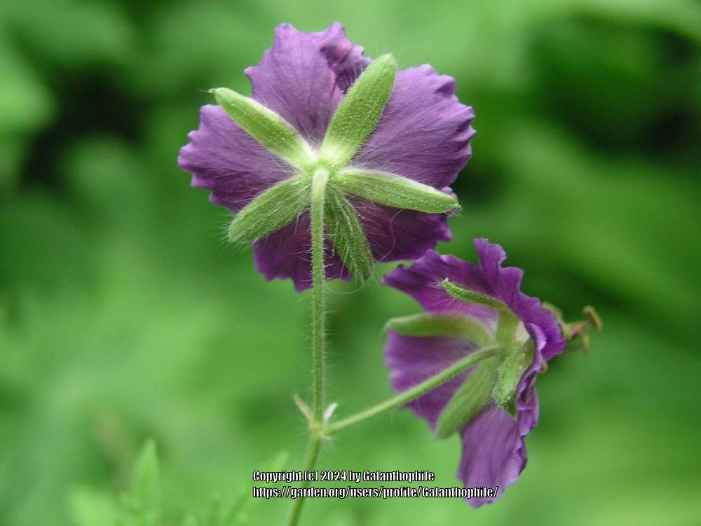 Photo of the bloom of Dusky Cranesbill (Geranium phaeum 'Lily Lovell ...