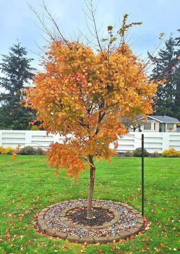 Beni Kawa Japanese Maple / new update & help needed on wind damage ...