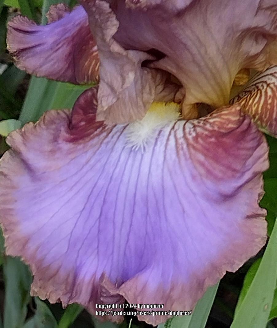 Photo of the closeup of buds, sepals and receptacles of Tall Bearded Iris (Iris 'Molokini ...