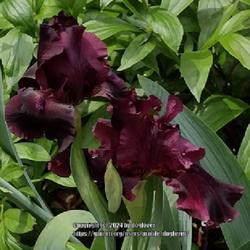Tall Bearded Iris (Iris 'Rio Rojo') in the Irises Database - Garden.org