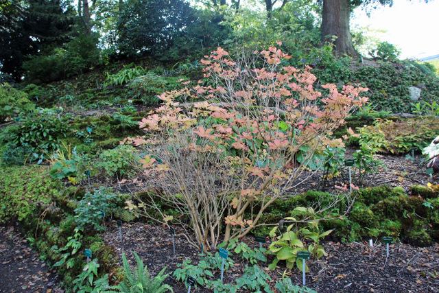 Photo of the fall color of Royal Azalea (Rhododendron schlippenbachii ...