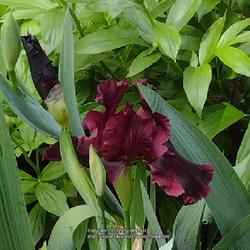 Tall Bearded Iris (Iris 'Rio Rojo') in the Irises Database - Garden.org