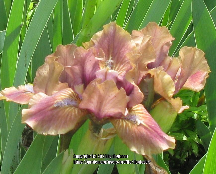 Photo of the bloom of Standard Dwarf Bearded Iris (Iris 'Wild Horses') posted by doglover ...