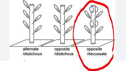 What plant is this? Loropetalum? in the Plant ID forum - Garden.org