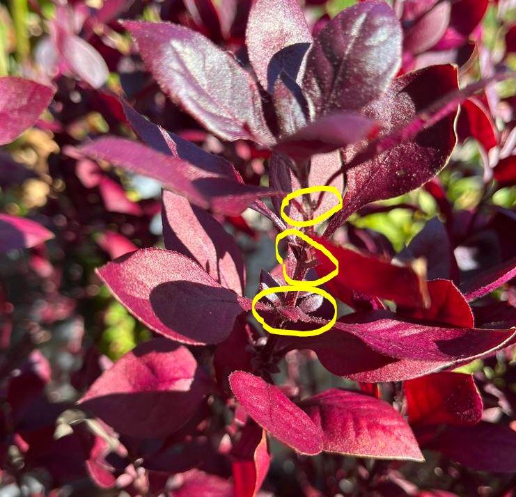 What plant is this? Loropetalum? in the Plant ID forum - Garden.org