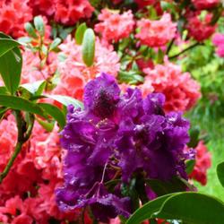 Rhododendron 'Purple Splendour' in the Rhododendrons Database - Garden.org