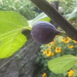 Figs: Collection of Varieties - Garden.org
