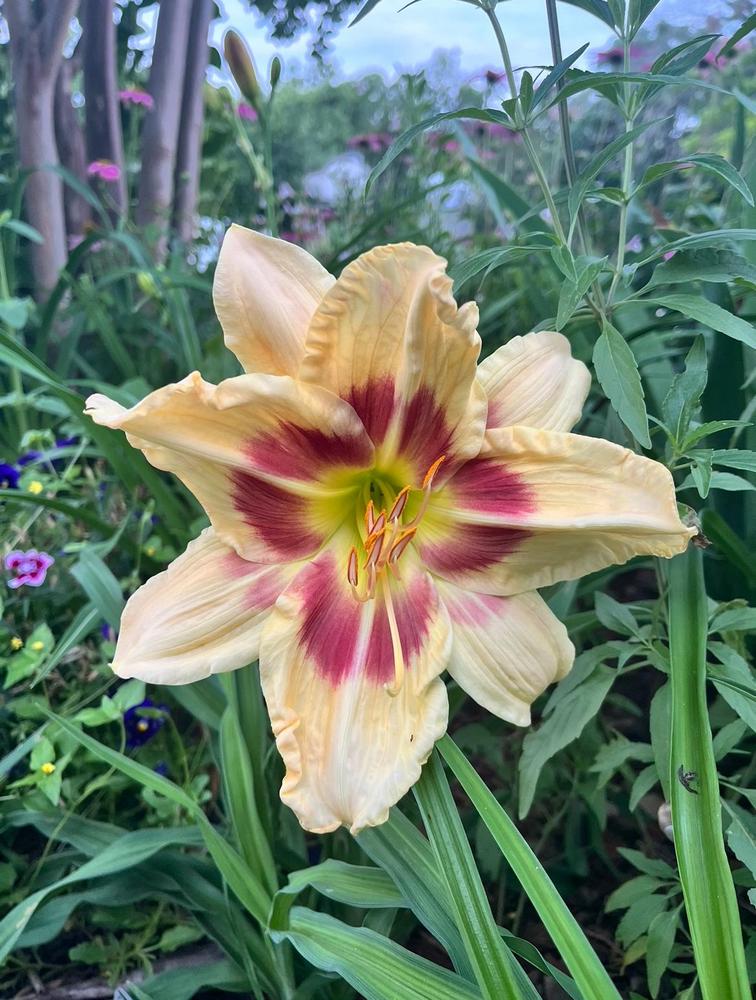 So cheerful! in The 2024 Garden.org Photo Contest: Daylilies: Photo by ...