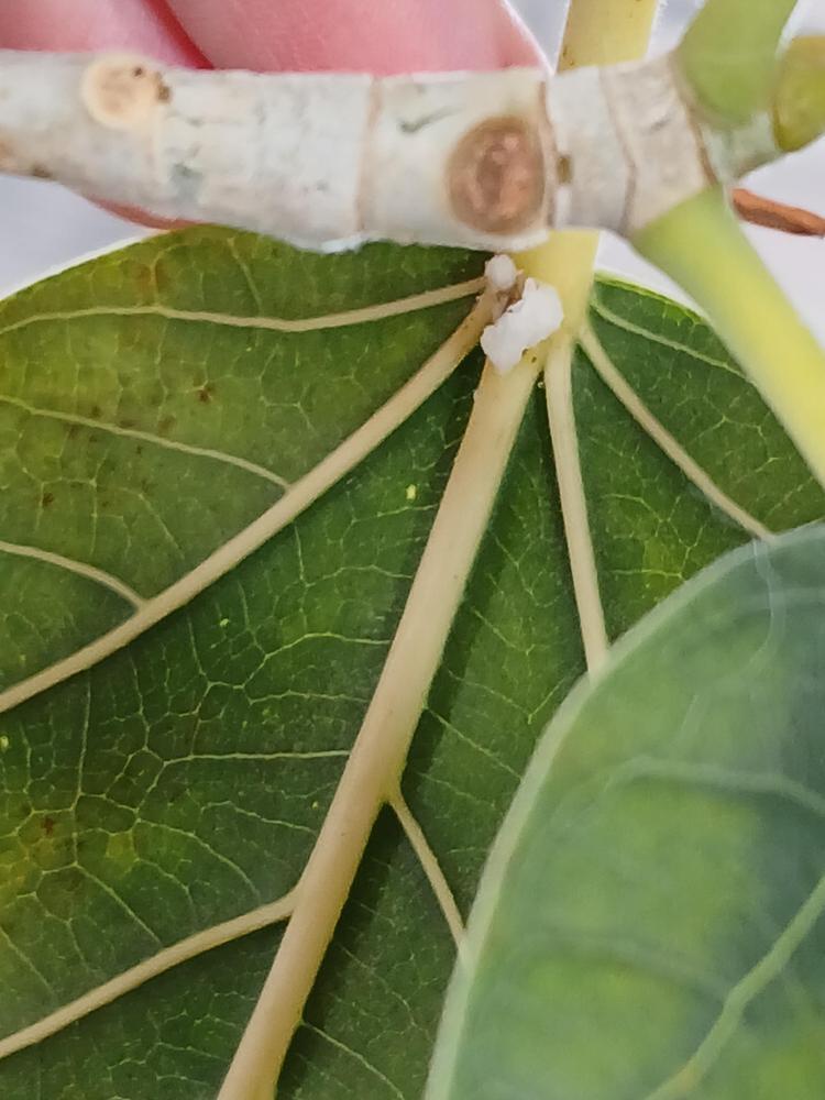 Ficus tree disease? in the Houseplants forum - Garden.org