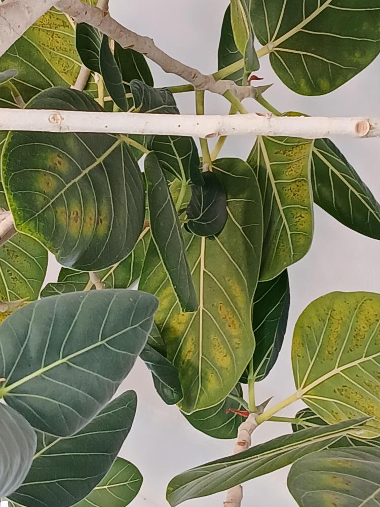 Ficus tree disease? in the Houseplants forum - Garden.org