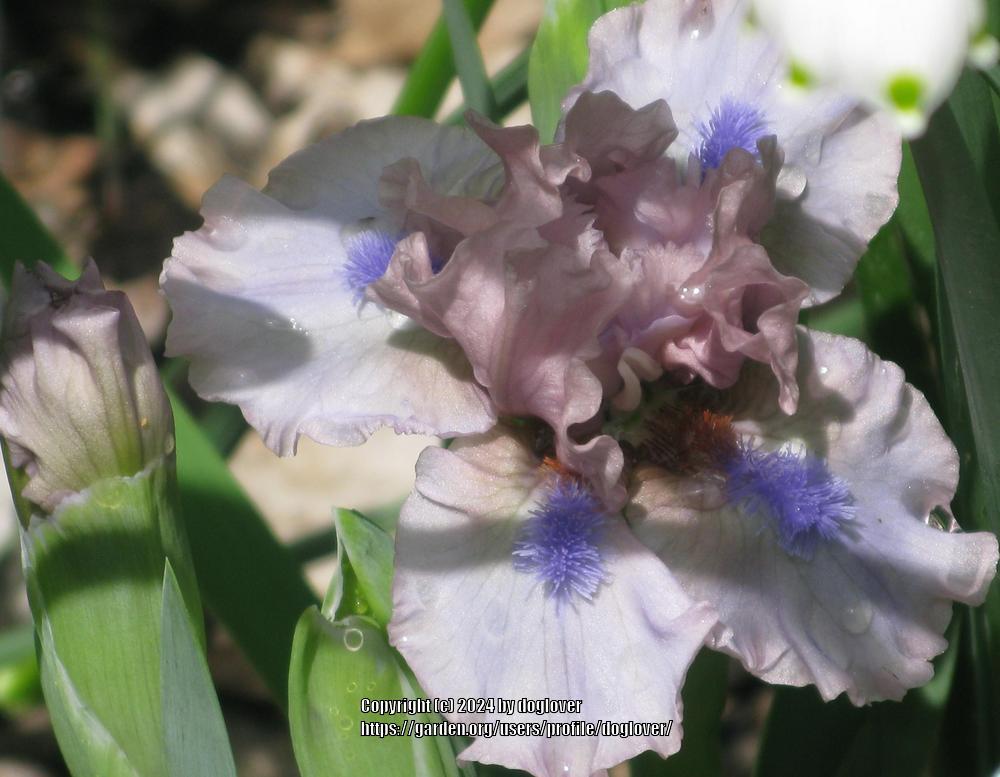 Photo of the bloom of Standard Dwarf Bearded Iris (Iris 'Breathtaking') posted by doglover ...
