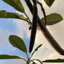 Plumeria forum - Garden.org