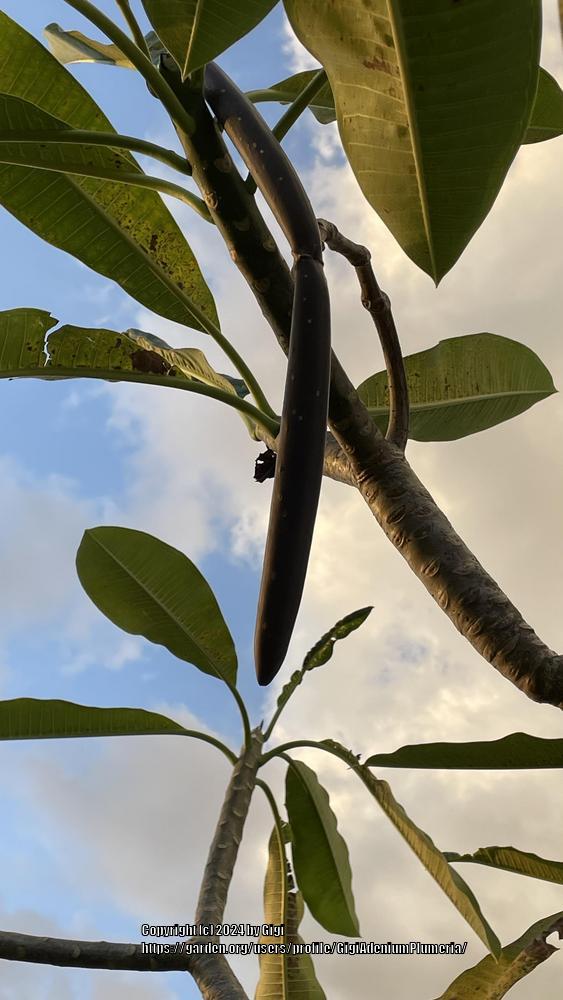 Photo of the fruit of Plumeria (Plumeria rubra 'Miami Rose') posted by ...