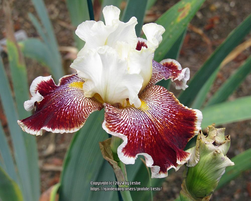 The Z to A Parade of Carolina Blooms in the Irises forum - Garden.org