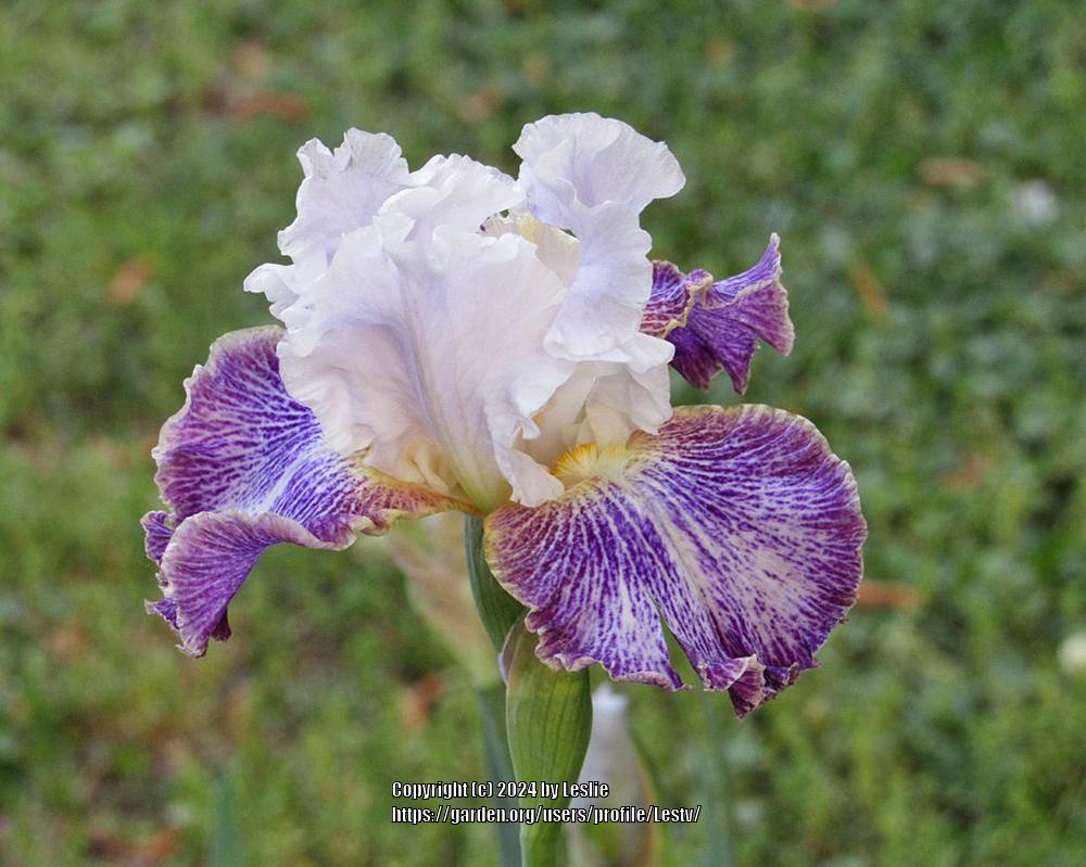 The Z to A Parade of Carolina Blooms in the Irises forum - Garden.org