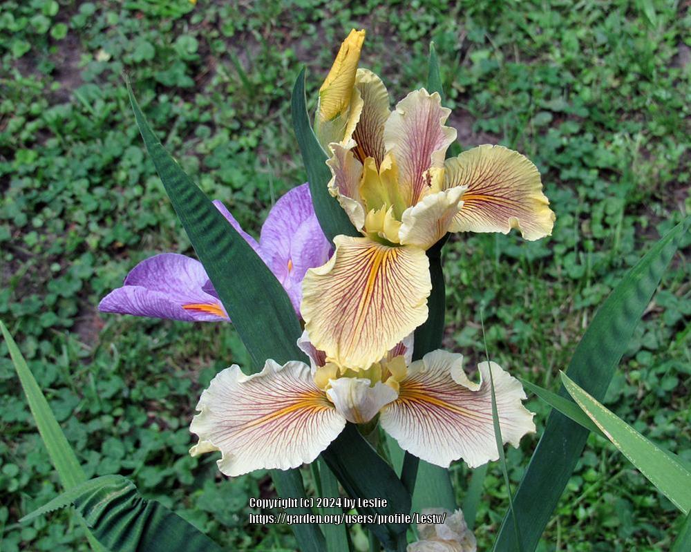 The Z to A Parade of Carolina Blooms in the Irises forum - Garden.org