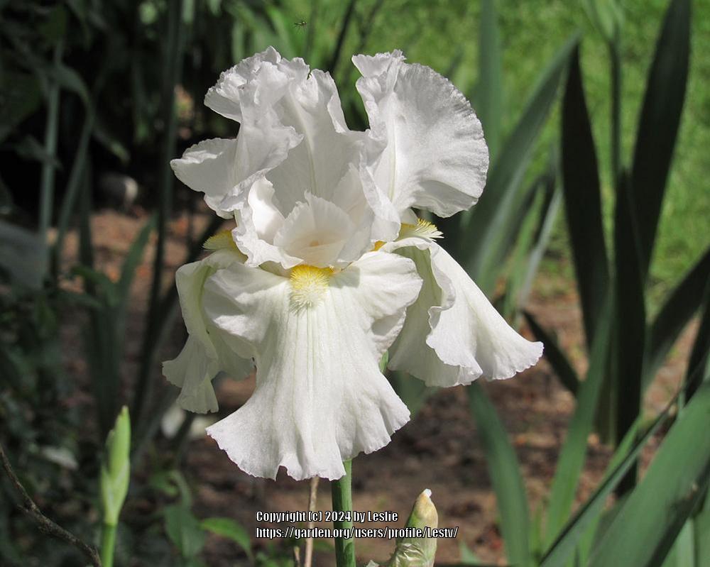 The Z to A Parade of Carolina Blooms in the Irises forum - Garden.org