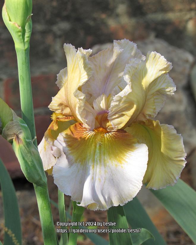 The Z to A Parade of Carolina Blooms in the Irises forum - Garden.org