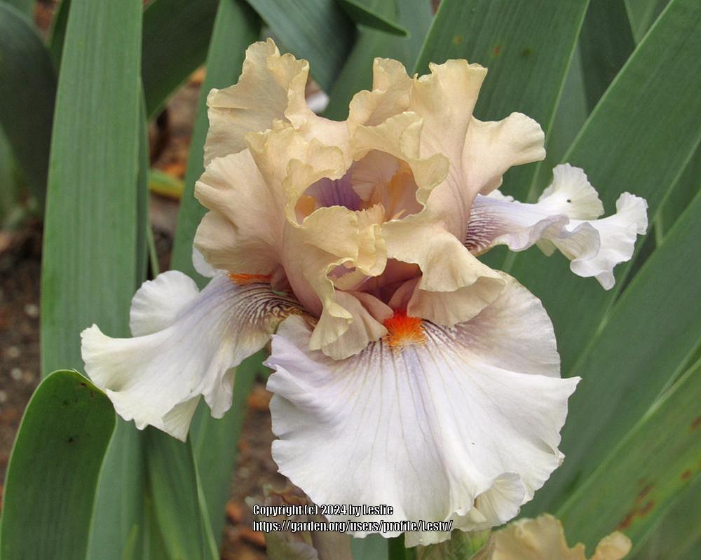 The Z to A Parade of Carolina Blooms in the Irises forum - Garden.org