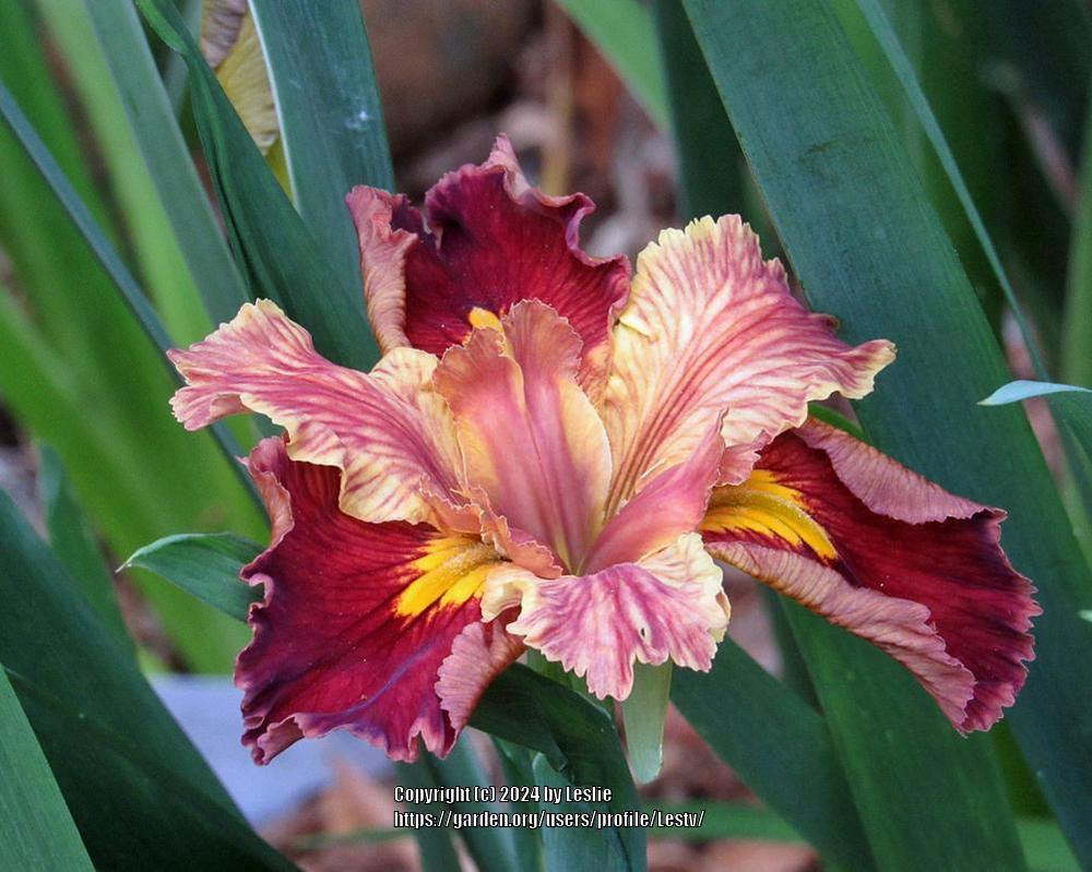 The Z to A Parade of Carolina Blooms in the Irises forum - Garden.org