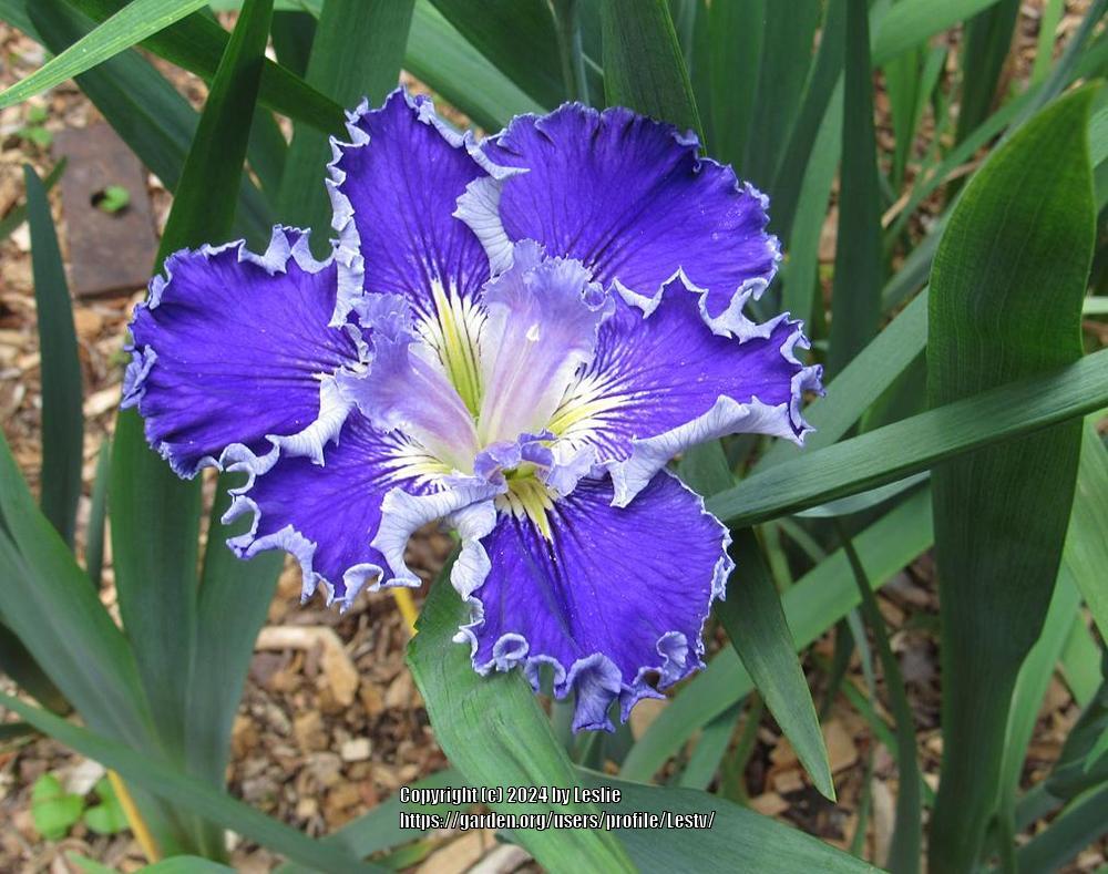 The Z to A Parade of Carolina Blooms in the Irises forum - Garden.org
