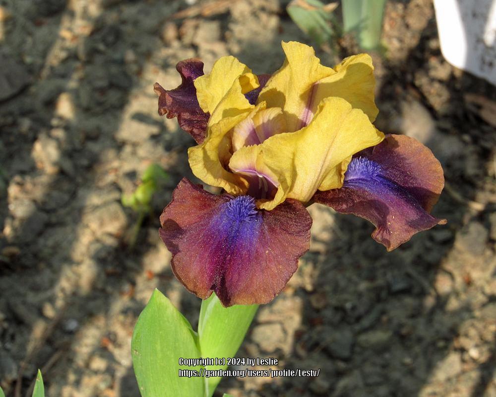 The Z to A Parade of Carolina Blooms in the Irises forum - Garden.org