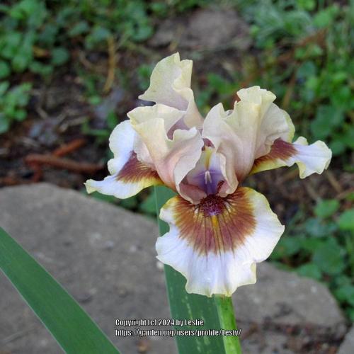 The Z to A Parade of Carolina Blooms in the Irises forum - Garden.org