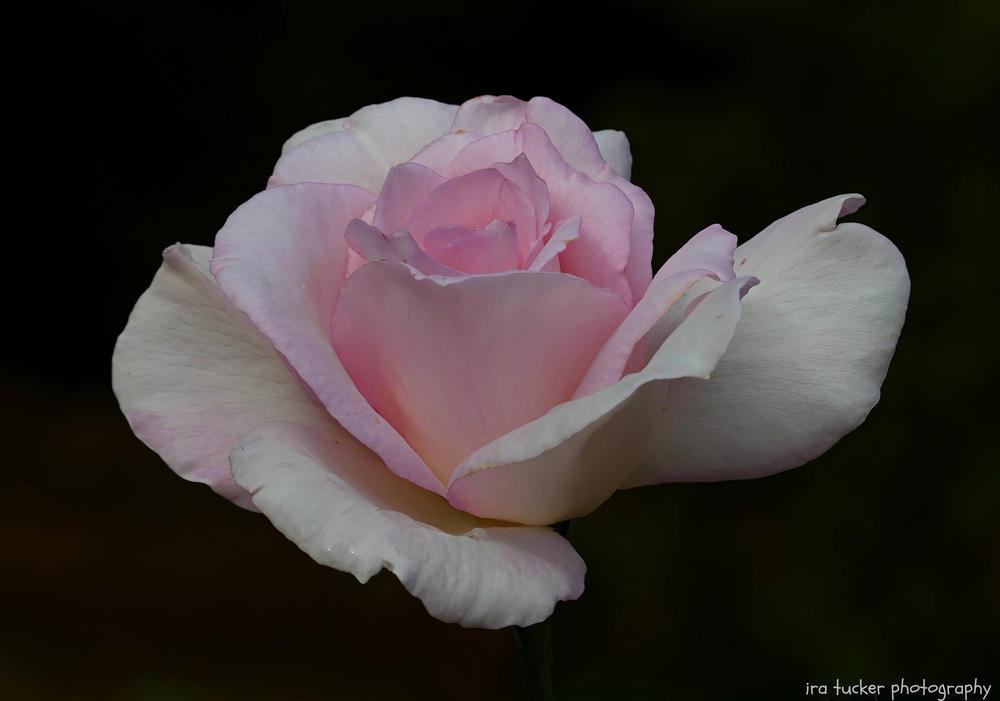 Rose (Rosa 'Sheer Bliss') in the Roses Database - Garden.org