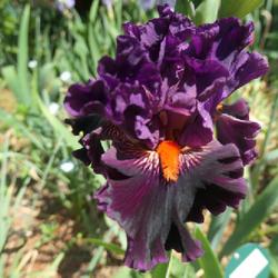 Tall Bearded Iris (Iris 'Daffy Duck') in the Irises Database - Garden.org