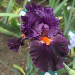 Tall Bearded Iris (Iris 'Daffy Duck') in the Irises Database - Garden.org