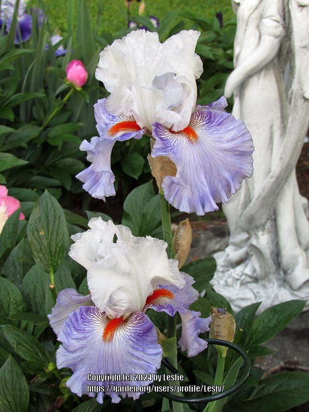 Photo of the bloom of Tall Bearded Iris (Iris 'True Patriot') posted by ...