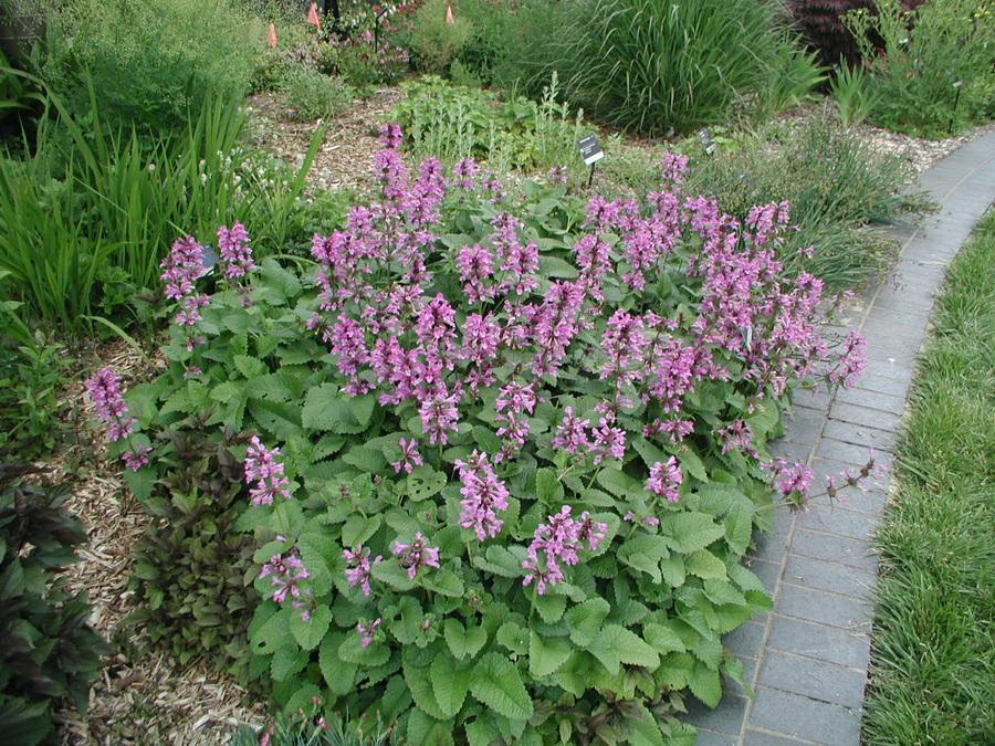 Photo of the entire plant of Big Betony (Betonica macrantha 'Superba ...