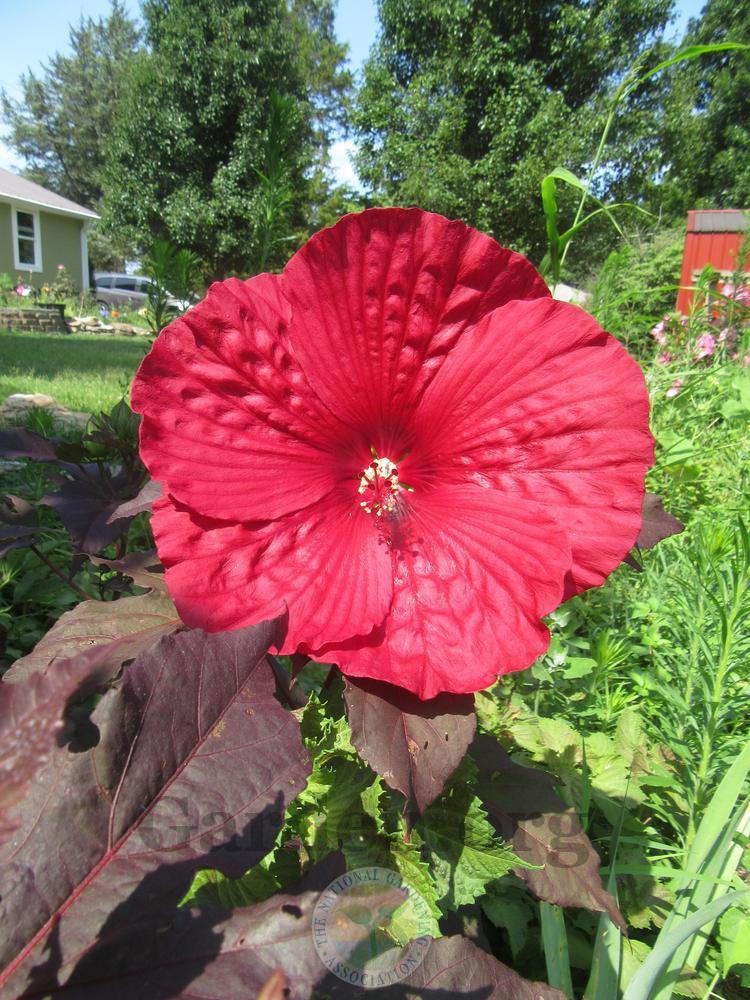 Photo of the bloom of Hybrid Hardy Hibiscus (Hibiscus Summerific™ Holy ...