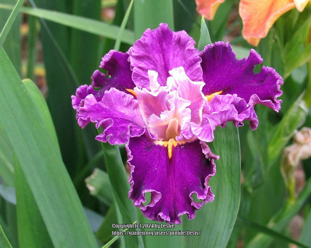 Photo of the bloom of Louisiana Iris (Iris 'Sweet as Candy') posted by ...