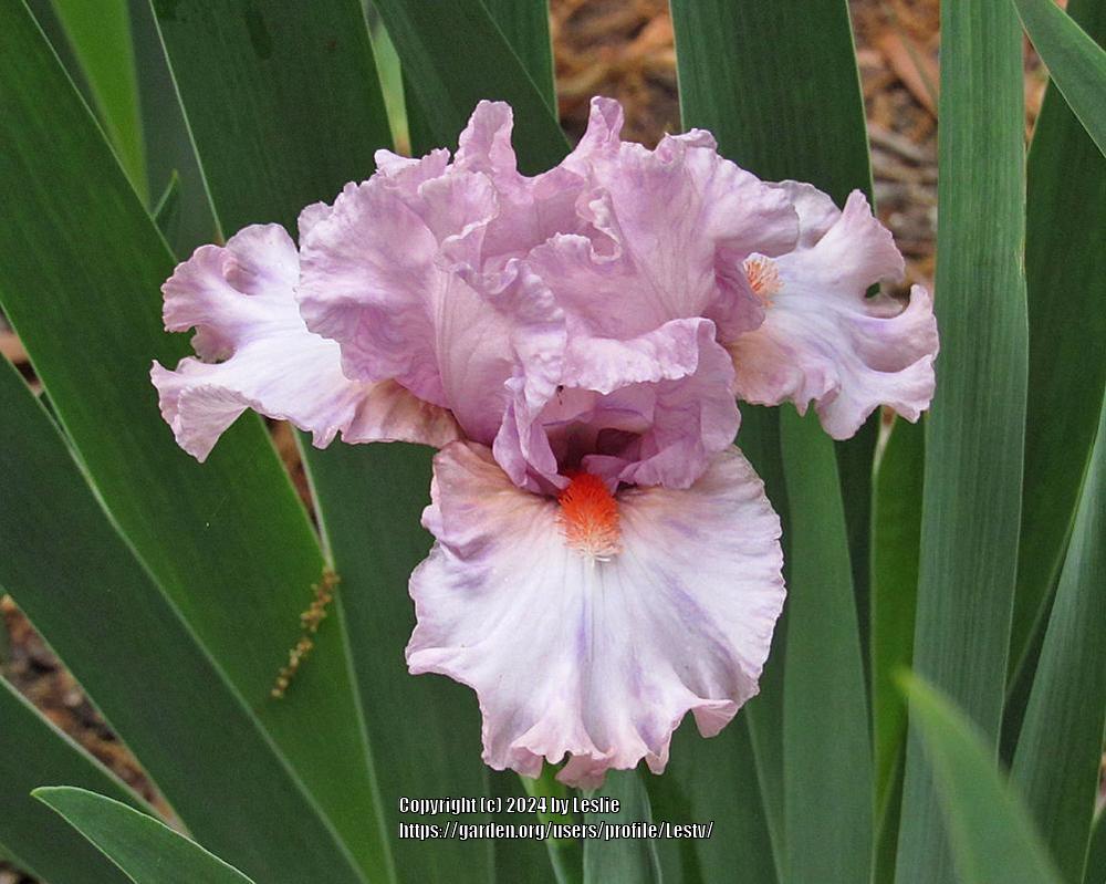 Photo of the bloom of Intermediate Bearded Iris (Iris 'So Petite') posted by Lestv - Garden.org