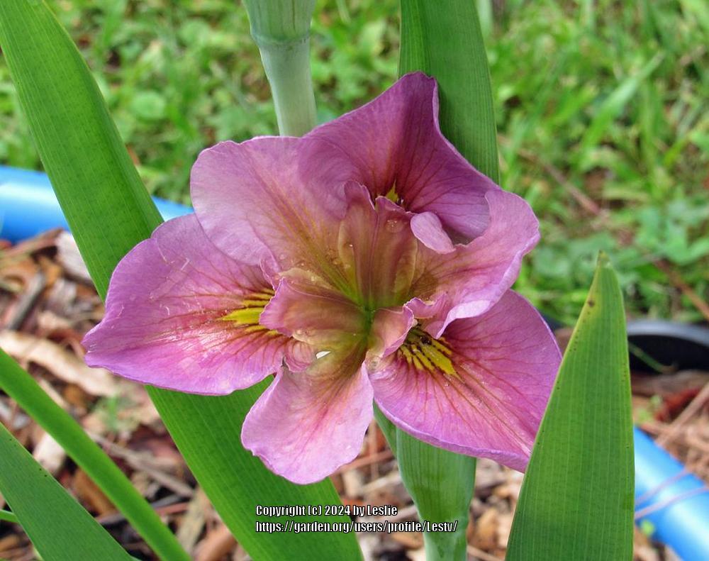 The Z to A Parade of Carolina Blooms in the Irises forum - Garden.org