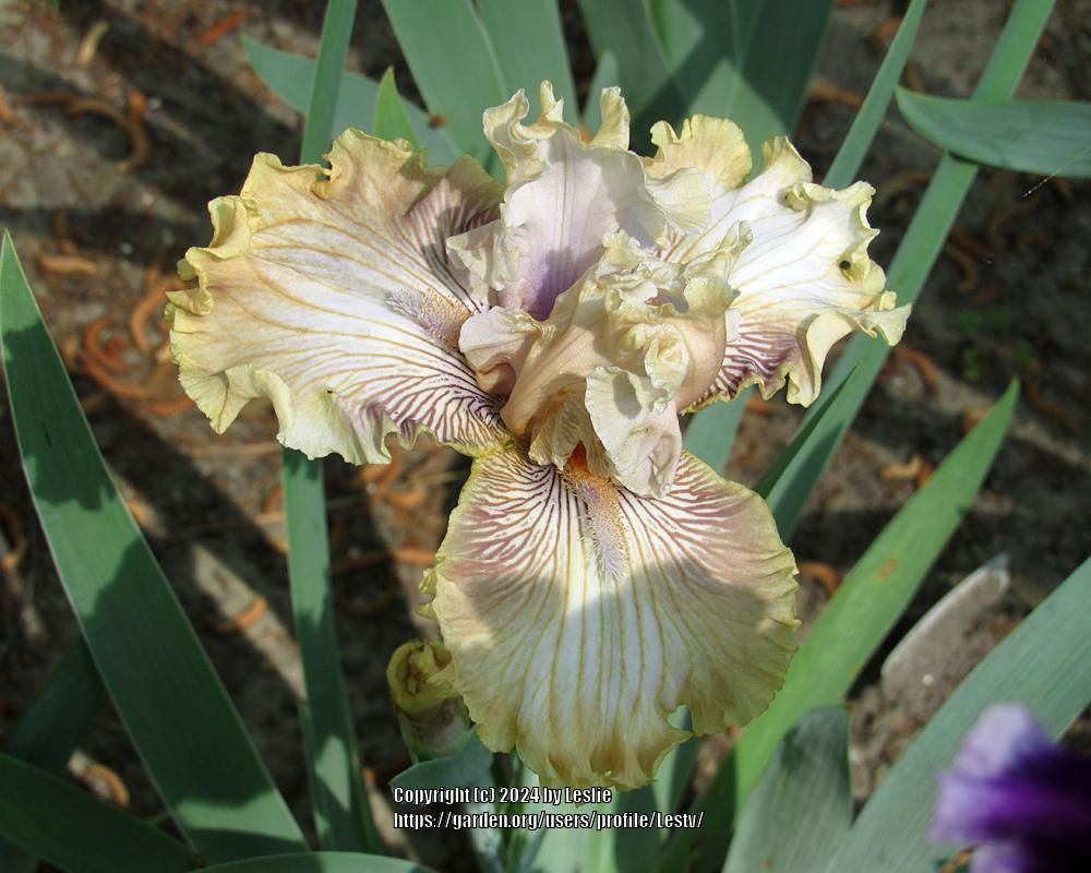 The Z to A Parade of Carolina Blooms in the Irises forum - Garden.org