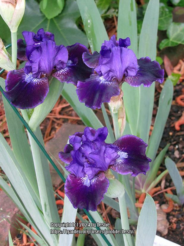 The Z to A Parade of Carolina Blooms in the Irises forum - Garden.org